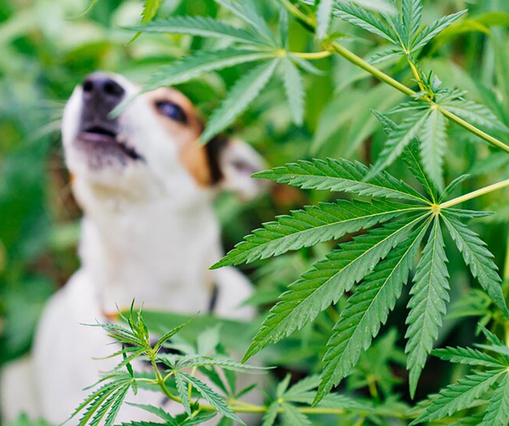 Cómo Afecta El Cbd A Los Perros